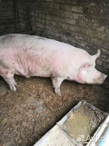 Хряк мешанный см и дюрк