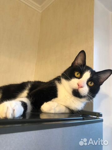 Котики бесплатно