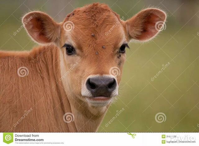 Телята молодняк