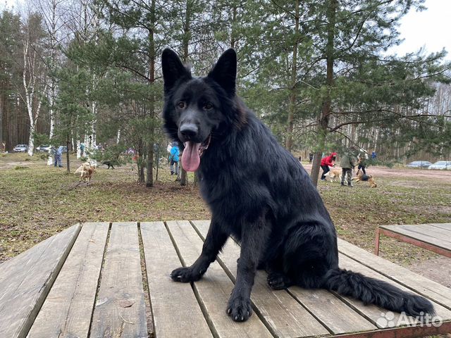 Собака немецкая чистокровная овчарка
