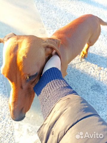 Ищем хозяев