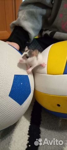 Крыса дамбо