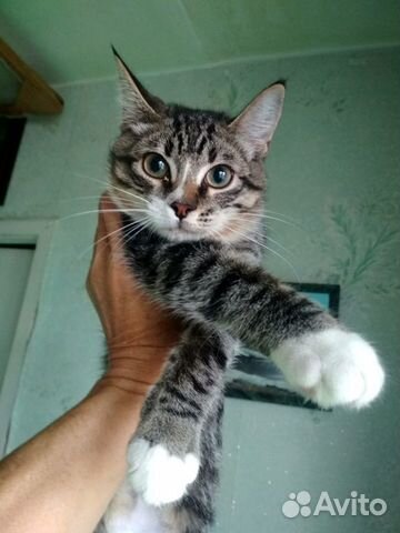 Котёнок Пирожок, в дар, 4 мес