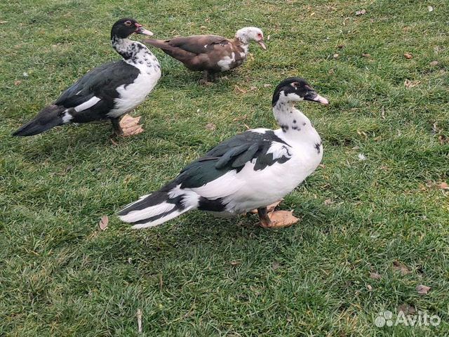 Индоутка мускусная утка