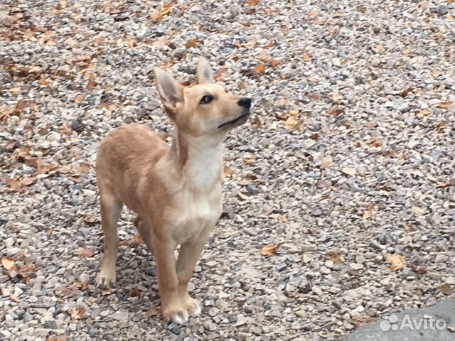 Спокойный мальчик. Будет некрупным