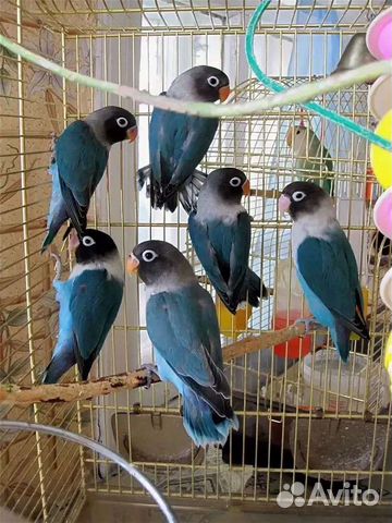 Масковые неразлучники