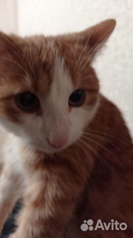 Рыжий, ласковый, веселый