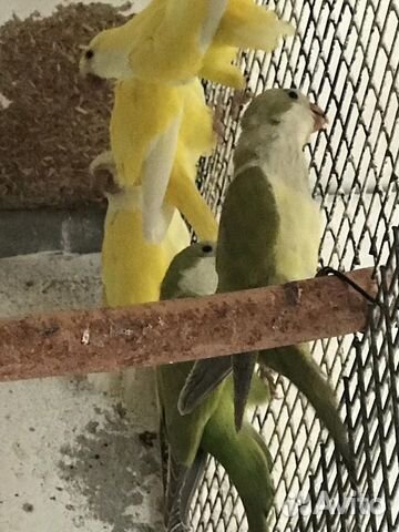 Продам попугаев монахи