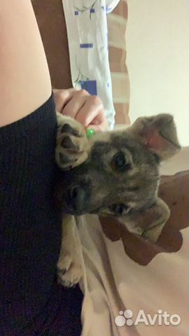 Собака в добрые руки, девочка примерно 1-1,5