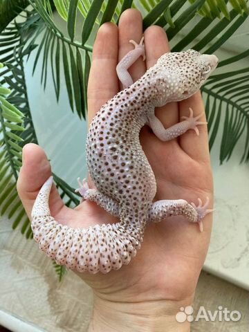 Эублефар Super Stealth Pied Самка