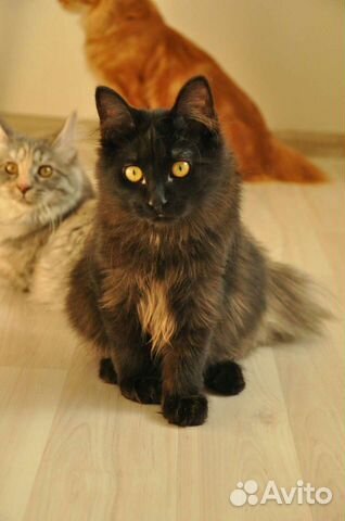 Кот черный
