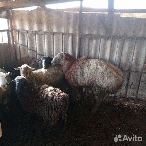 Баран гиссар на племя