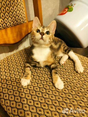 Котенок девочка, 3 месяца