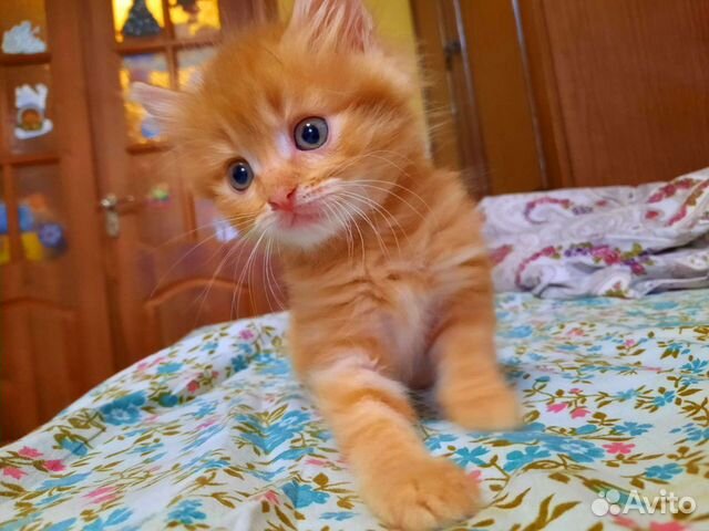 Котенок девочка