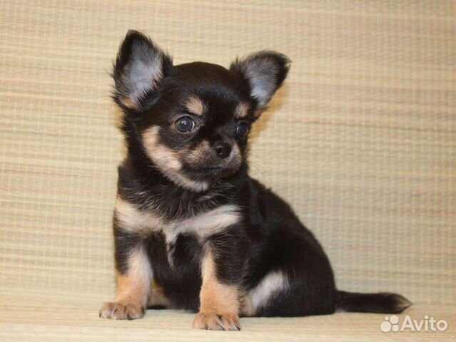 Мальчишка чихуахуа