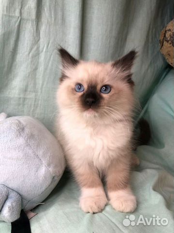 Лапочка рэгдолл, девочка с родословной