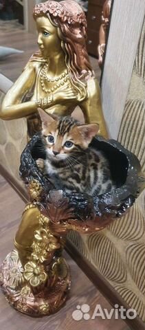 Бенгальские котята