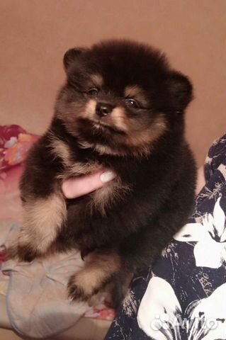 Померанский шпиц мальчишка