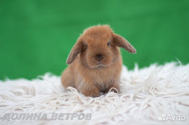 Девочка вислоухий карликовый кролик тюрингенский