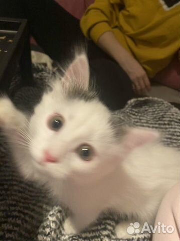 Белый котенок в добрые руки