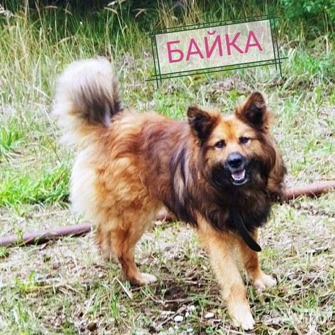 Собаки бесплатно в добрые руки