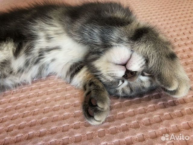 Котенок Каспер ищет любящую семью