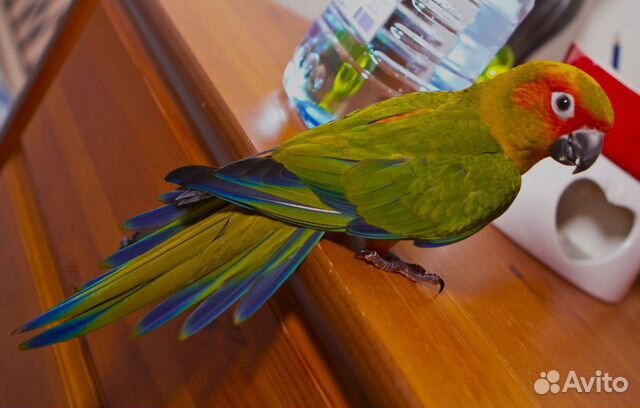 Солнечный аратинга выкормыш