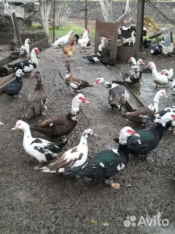 Индоутки, уточки и селезни. На племя и мясо