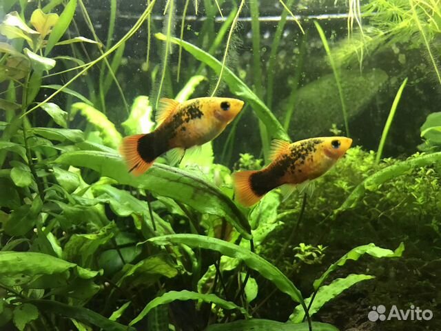 Рыба живородка пецилия