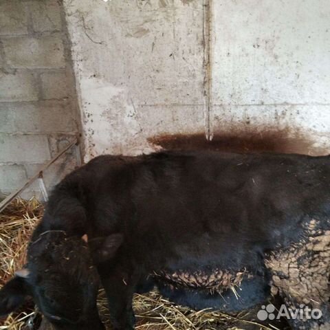 Бычки и быки