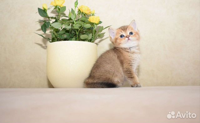 Шотландский котенок. Мальчик