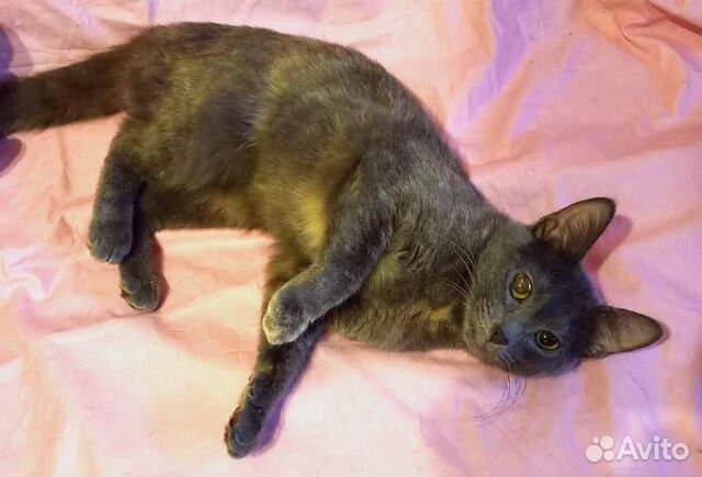 Кошечка метис русской голубой в добрые руки