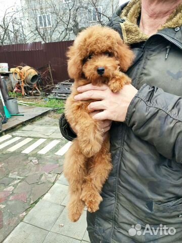 Красный той-пудель РКФ FCI