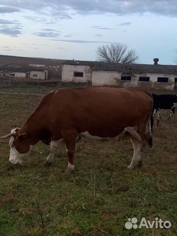 Коровы стельные