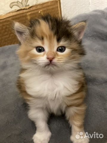 Кошка