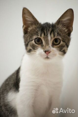 Красивый котенок Мартин