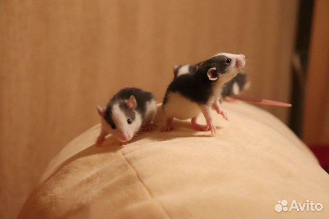 Крысята породистые хаски дамбо