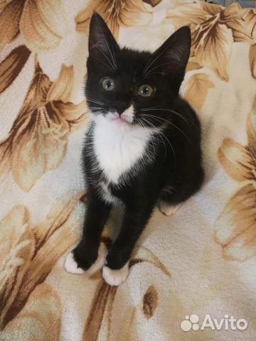 Милая малышка ищет хозяина