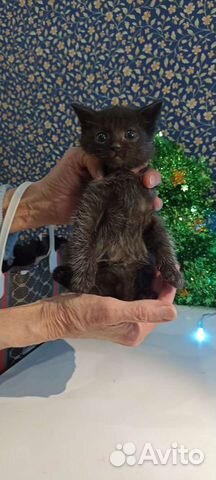 Крошка мальчик 1 месяц