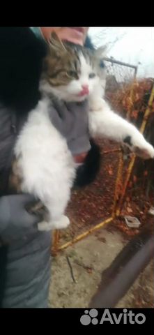 Две девчульки ищут дом