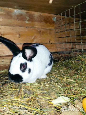 Кролики строкачи