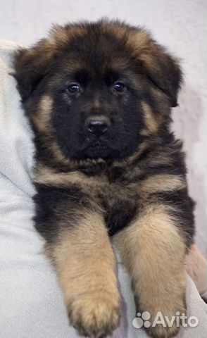 Немецкая овчарка