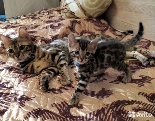 Котята бенгальские