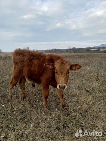 Бычок 4 месяца