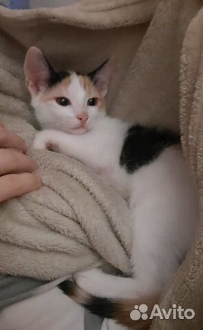 Нежный котёнок, девочка, 3 мес, в дар