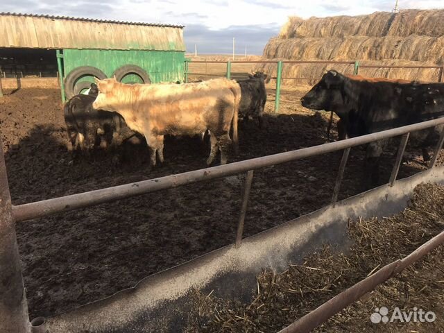 Продаются Тёлки