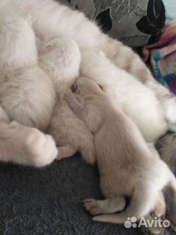 Котята шиншилы