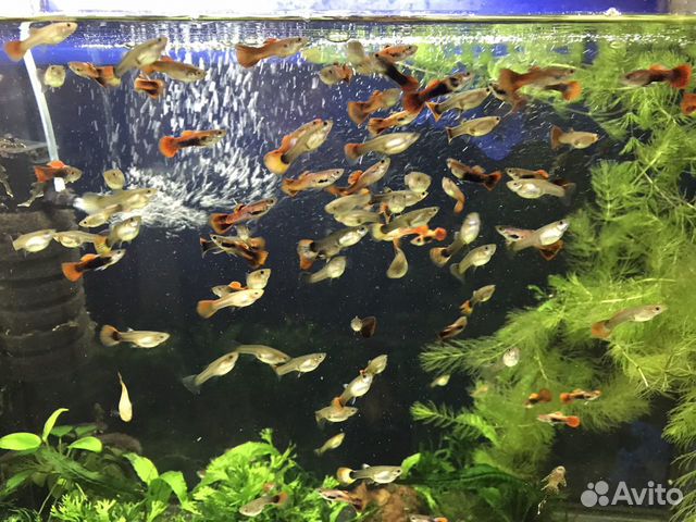 Гуппи, скалярии