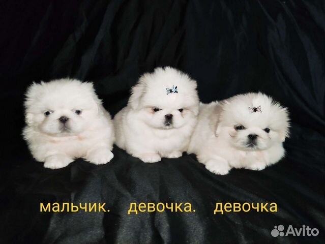 Щенки пекинеса : мальчик и 2 девочки