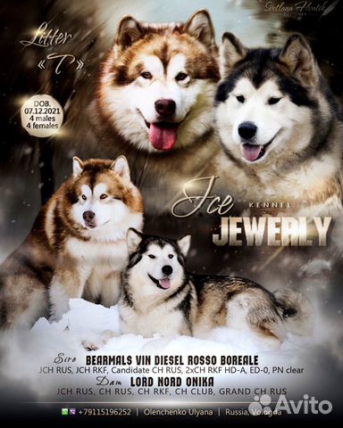 Щенки Аляскинского Маламута